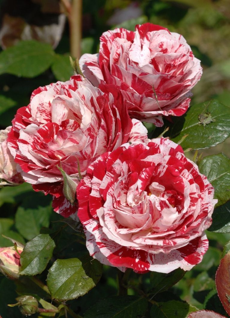 ROSIER Fleurs Groupées SCENTIMENTAL – Horticulture Dumont