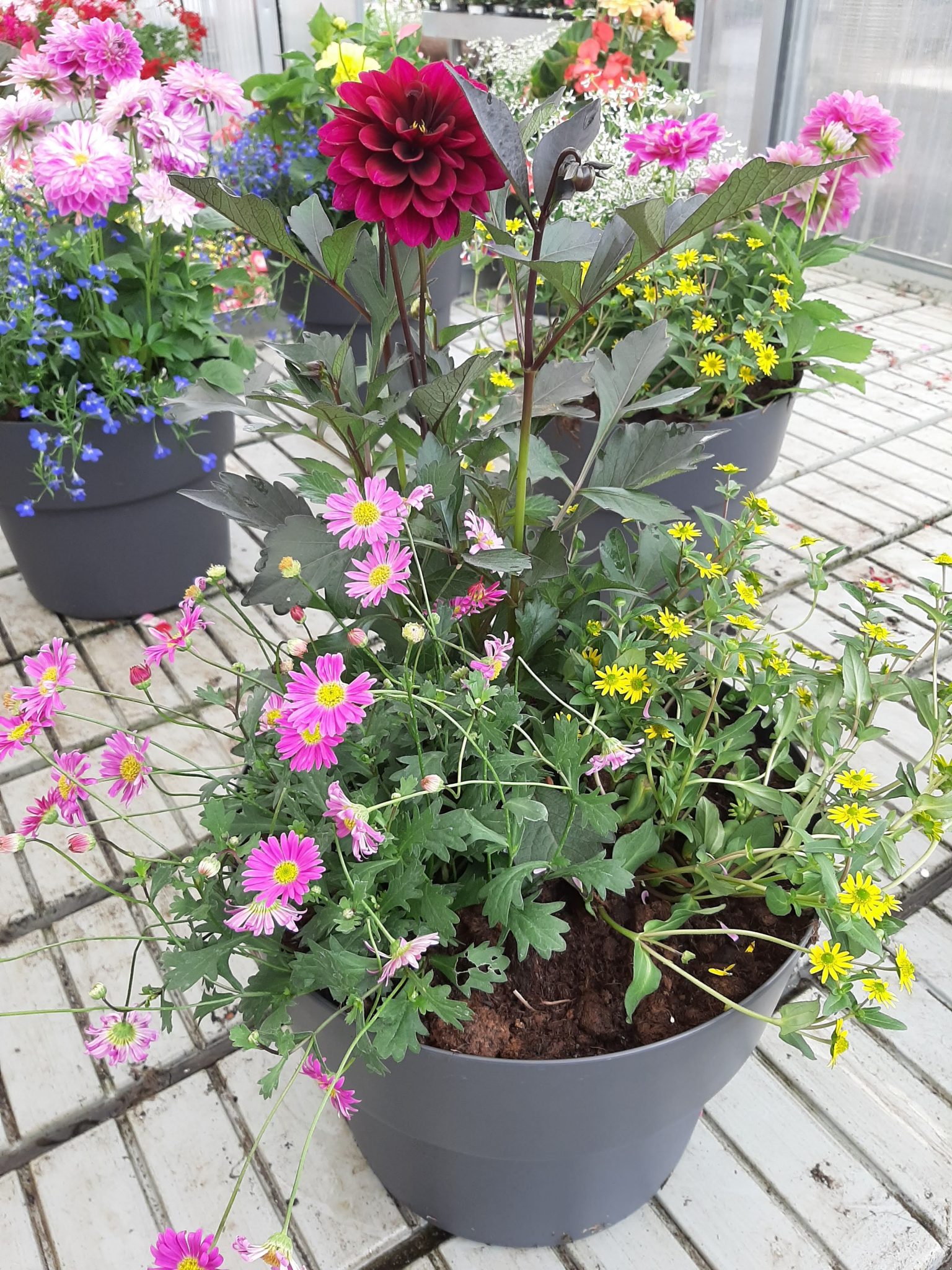 POTEE Fleurie « Prêt à Poser » petite – Horticulture Dumont