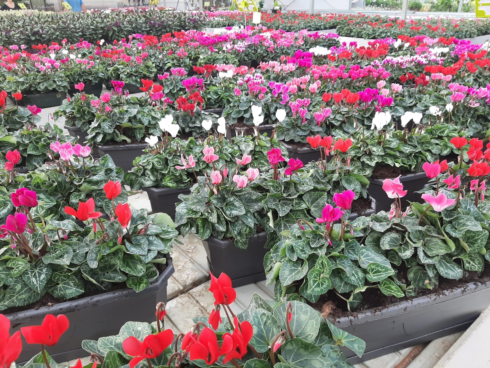 Mini-Cyclamens JARDINIERE – Horticulture Dumont