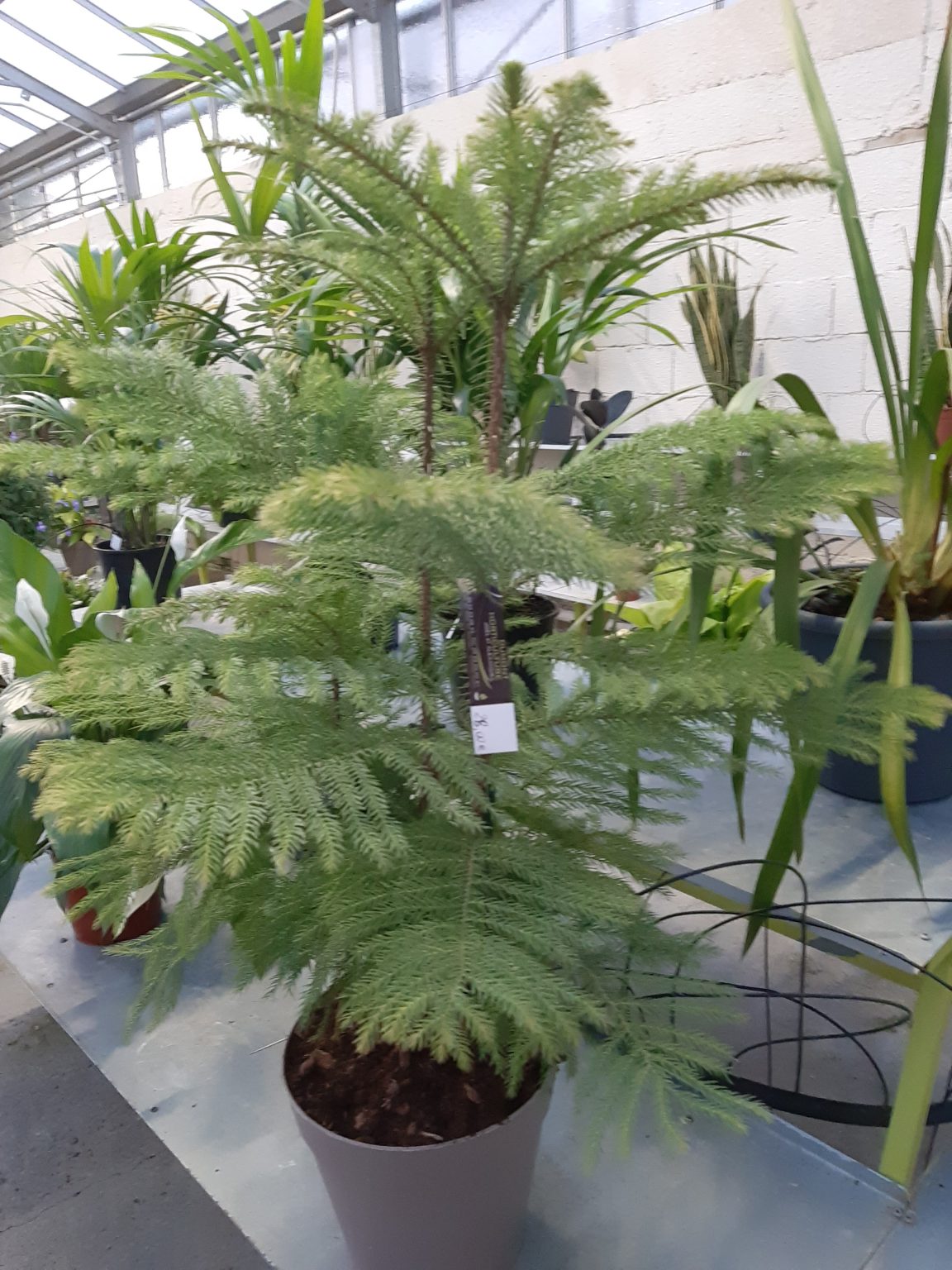 Araucaria Heterophylla C7L – Horticulture Dumont