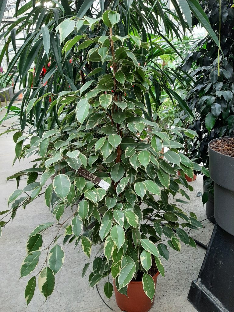 Ficus Golden King – Horticulture Dumont