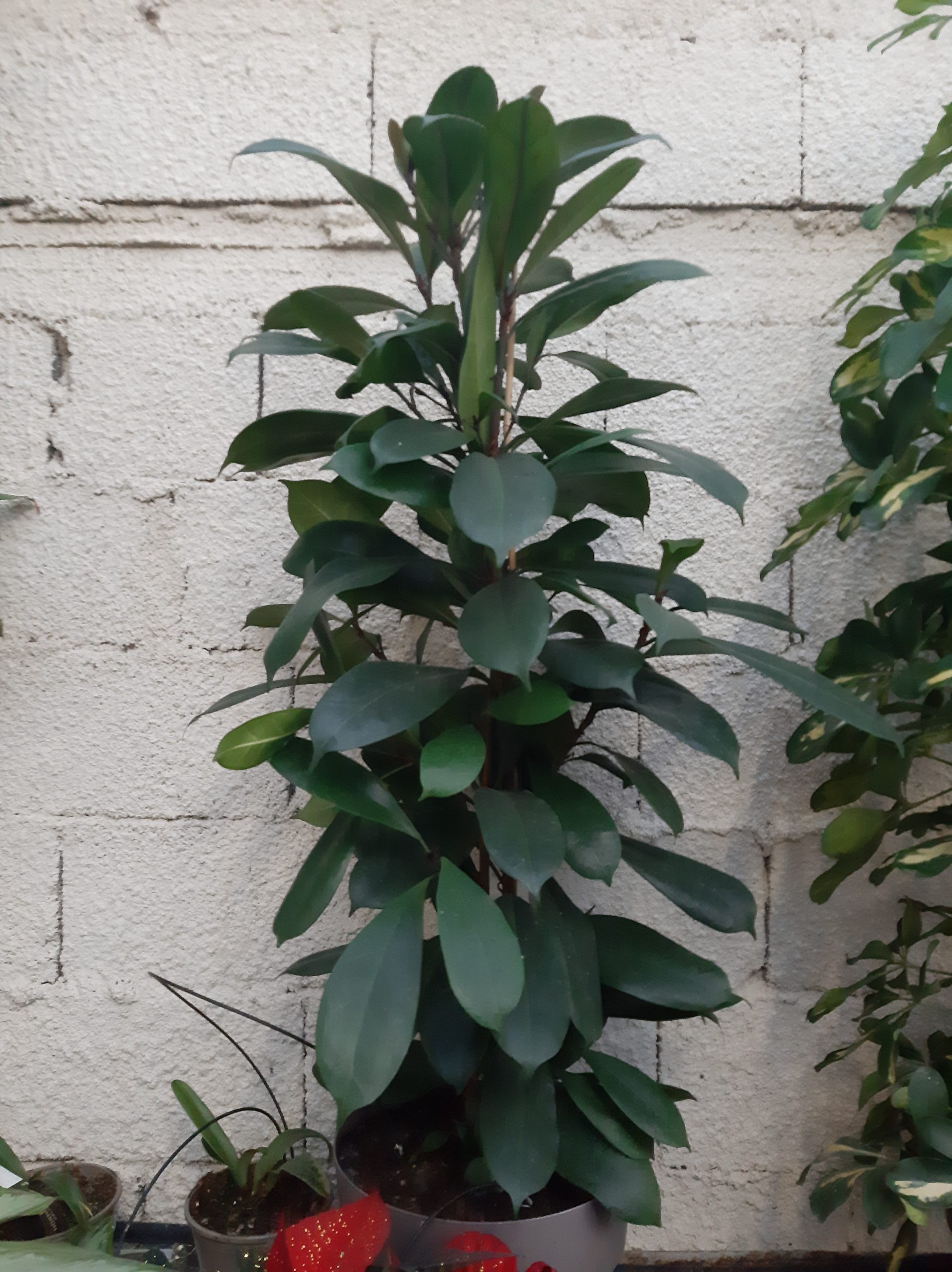FICUS CYATHISTIPULA – Horticulture Dumont