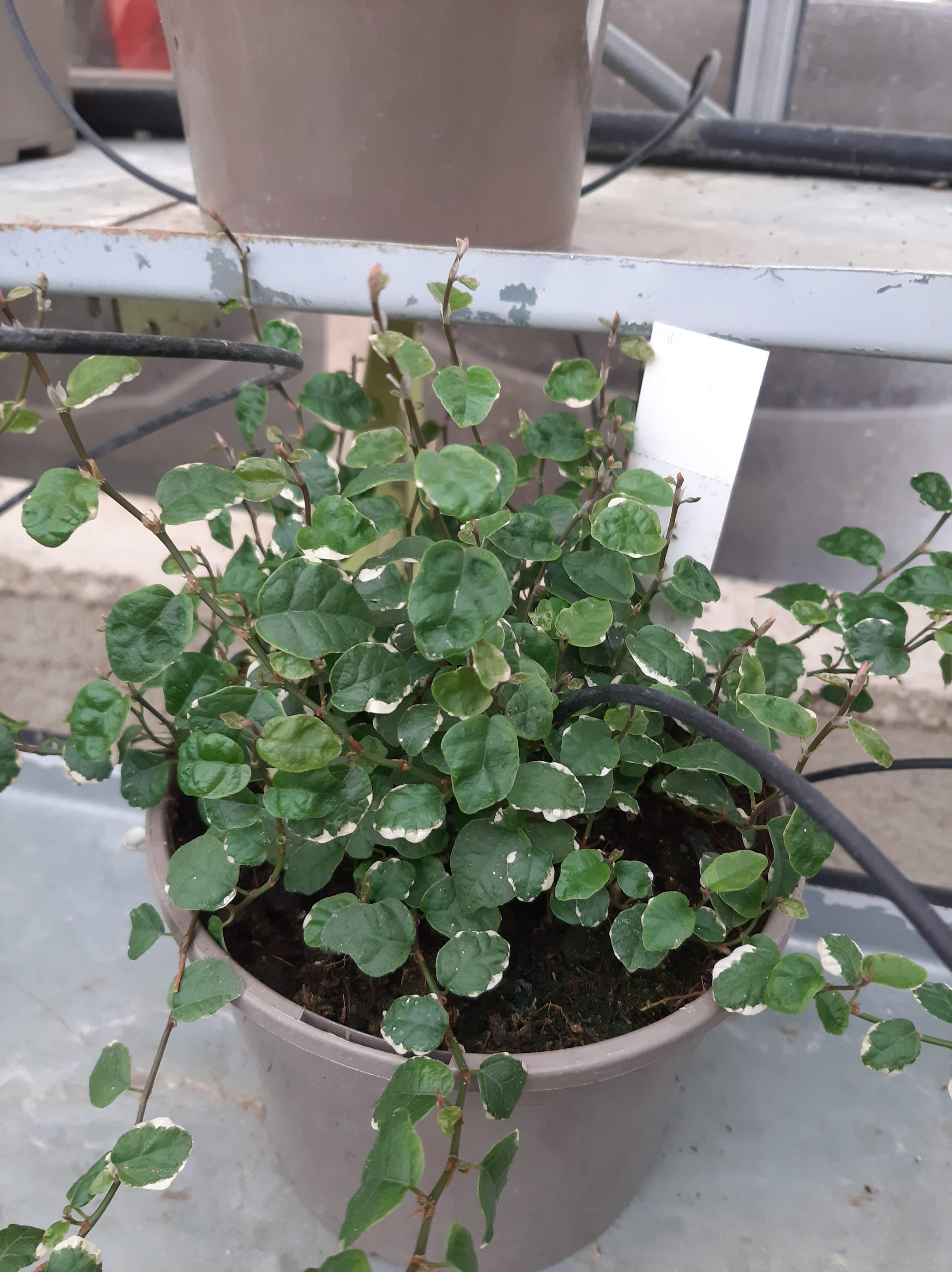 FICUS Pumila White (Repens) – Horticulture Dumont