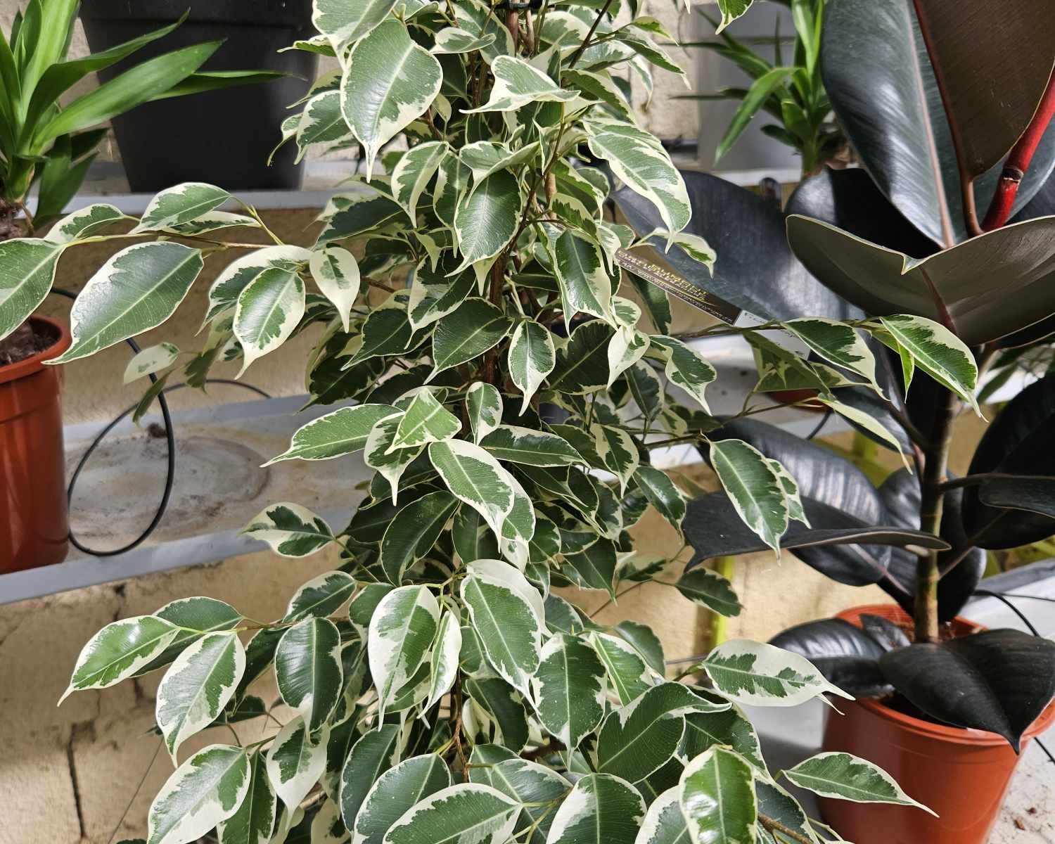 FICUS Benjamina – Horticulture Dumont